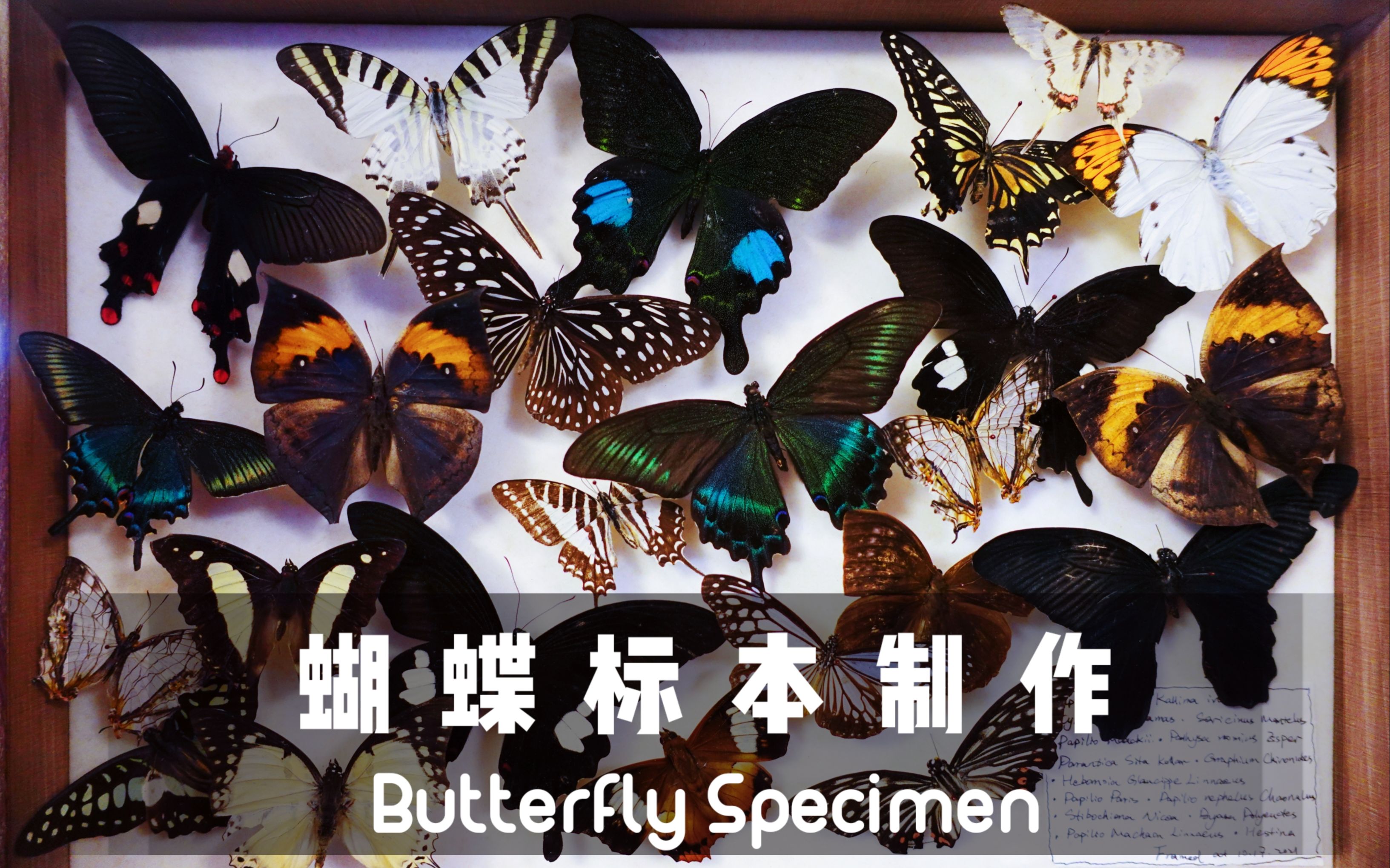 【设计】超快上手的蝴蝶标本制作方法,DIY复古相框装点家居|软装|室内...