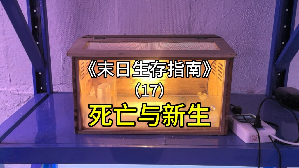 罗非鱼中毒团灭,生态系统迎来新生命