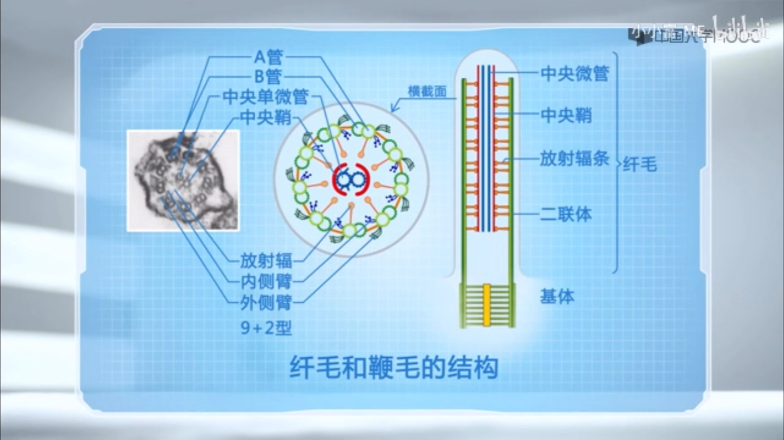 四川大学-细胞生物学-微管的功能之形成纤毛和鞭毛,参与纺锤体和...