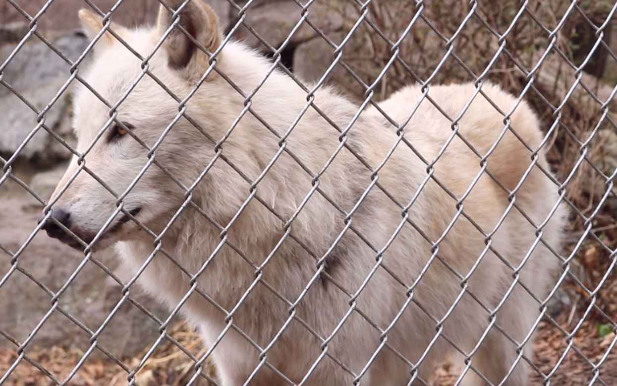 【旅游】WCC纽约野生狼保护中心 Wolf Conservation Center
