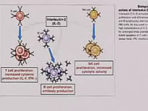 医学免疫学5细胞因子