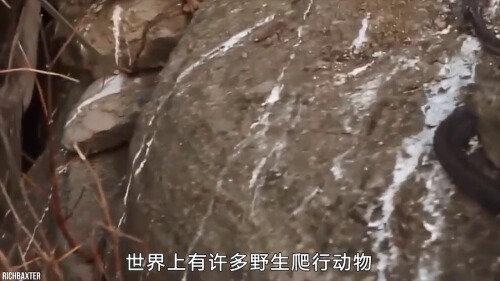 世界上8种最独特的异国爬行动物