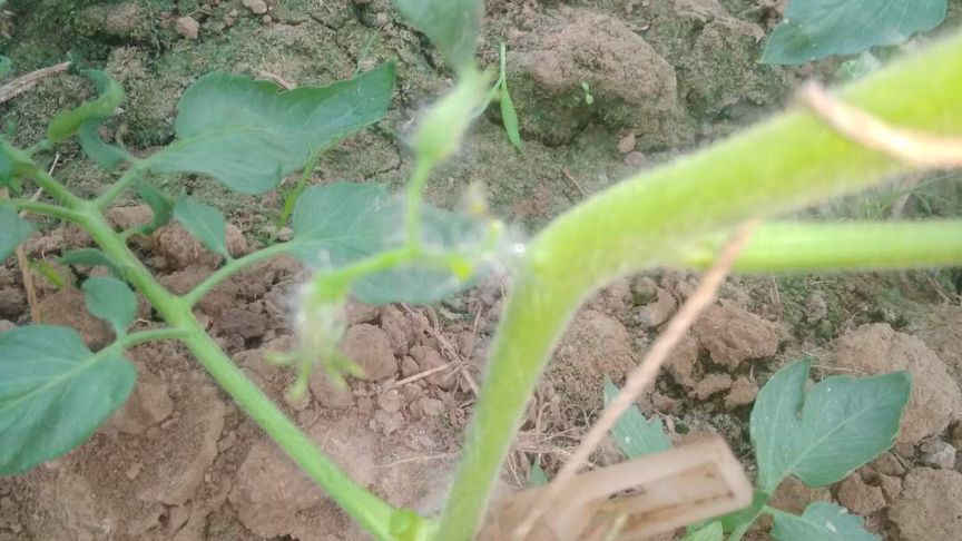 西红柿没花不坐果,究竟是什么原因呢?我们好多朋友都忽视了!