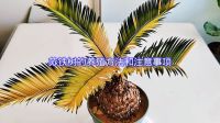 苏铁树的养殖方法和注意事项