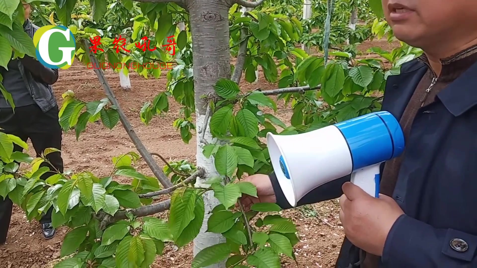 农科大老师樱桃密植种植管理...