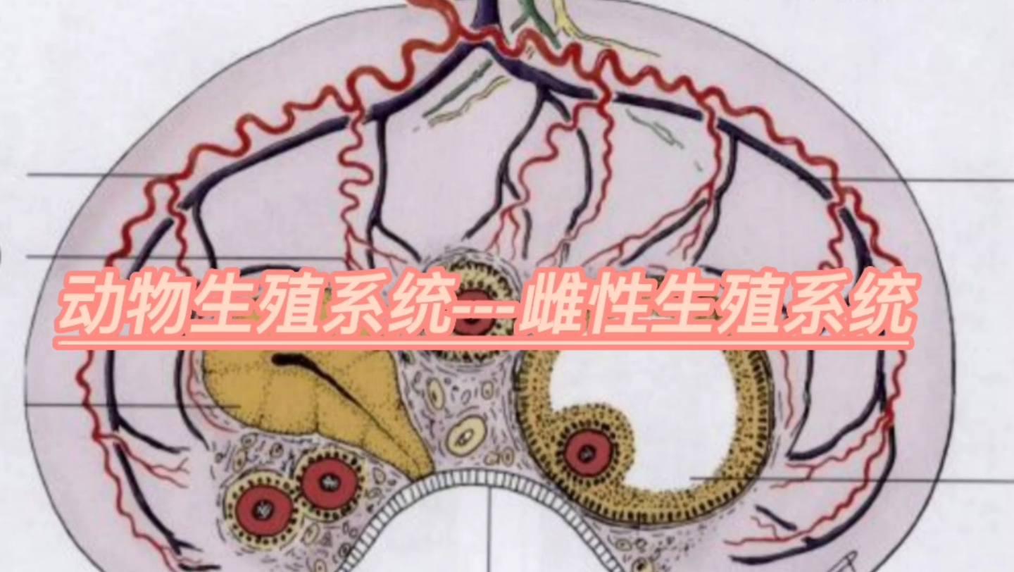 每天一块小芝士---动物生殖系统---雌性生殖系统