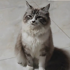 鱼鱼鱼鱼仔nya 