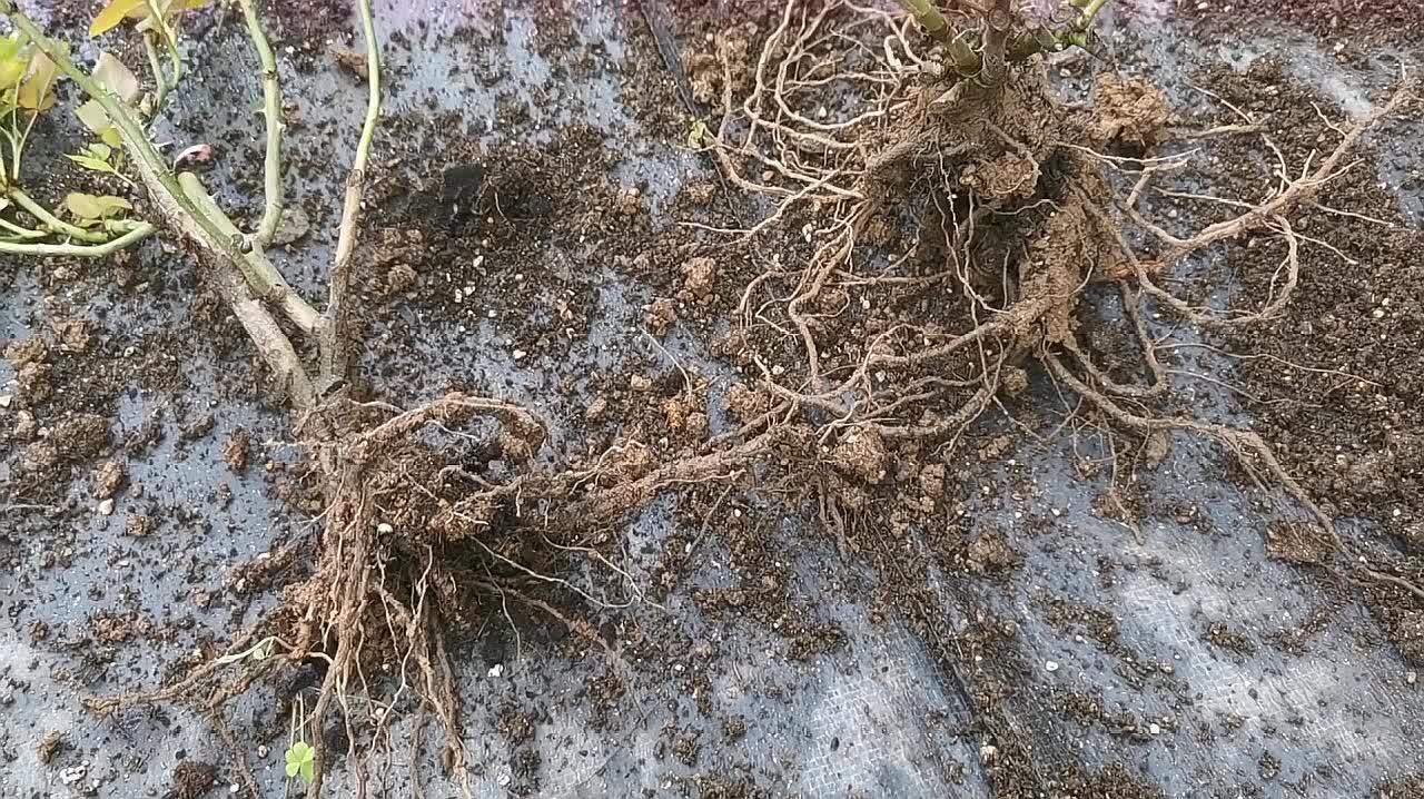 .月季地栽比盆栽长得快?足够强壮的侧根系,才是关键的区别