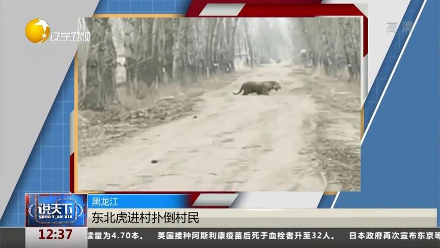 黑龙江!东北虎进村扑倒村民