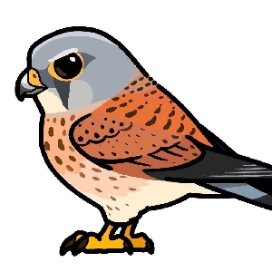 猛禽战术实验室 