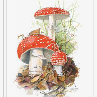 bili_蘑菇庄园在此 