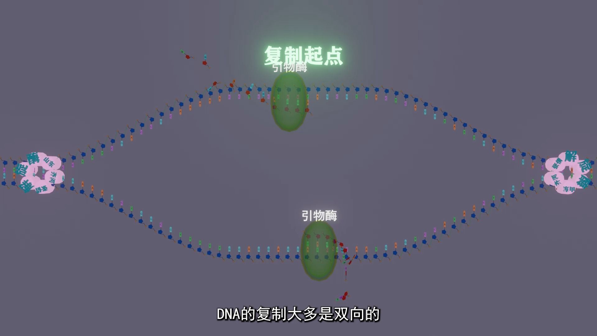 DNA复制过程视频(优秀)