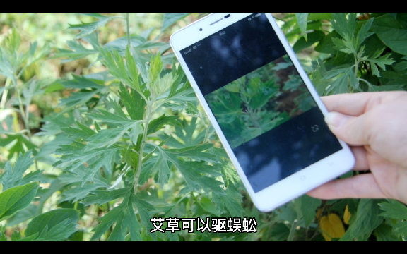 艾草还有这些作用