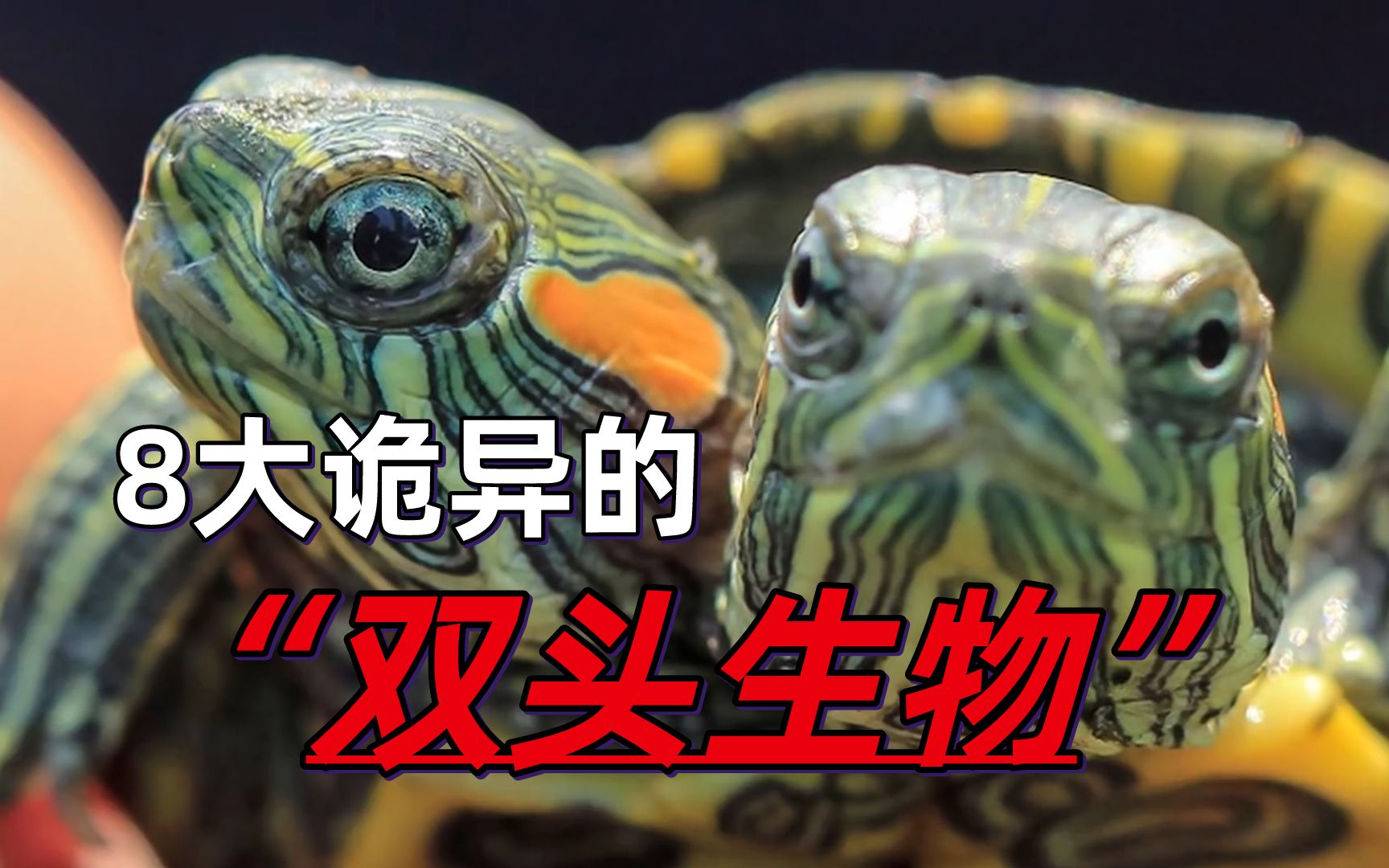 8种诡异的“双头”生物,都是真实存在的,最后一个让人害怕