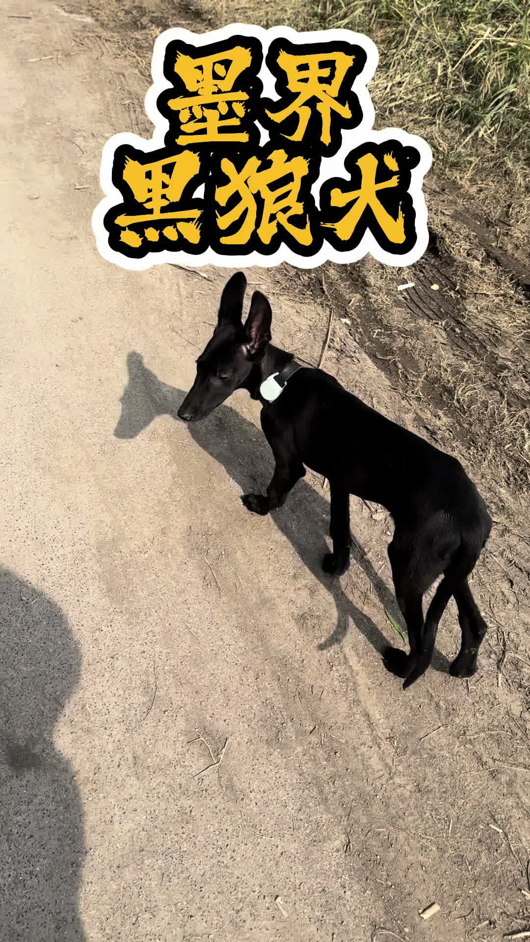 墨界黑狼犬,大家了解吗ߘ� #上热门 #狗狗的心思都写在脸上了 #狗狗 ...