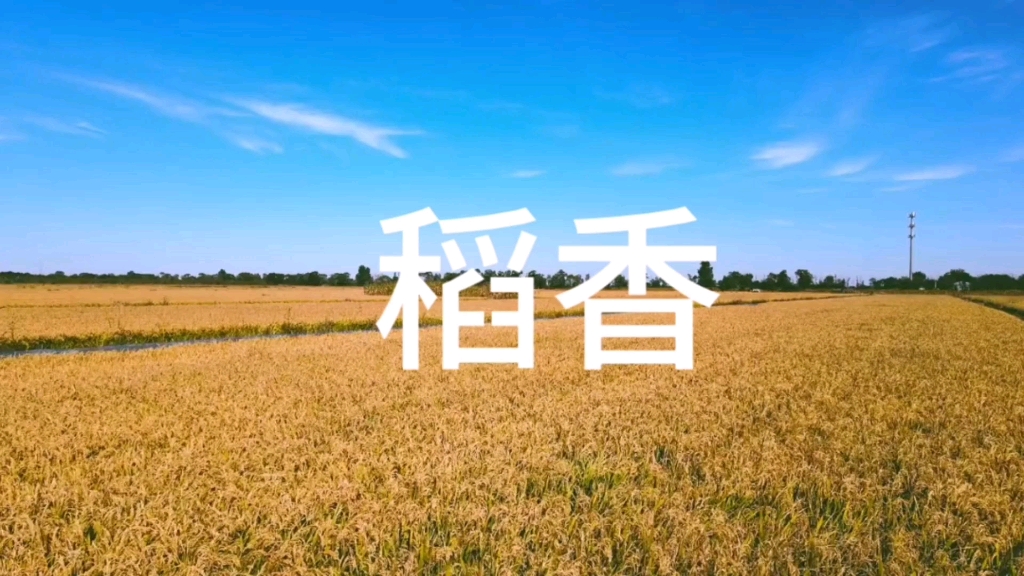 稻香&周杰伦免费一分钟听稻香音乐!