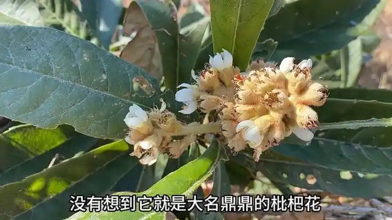 路边常见的枇杷花,没想到就是大名鼎鼎的"止咳花",作用很强大