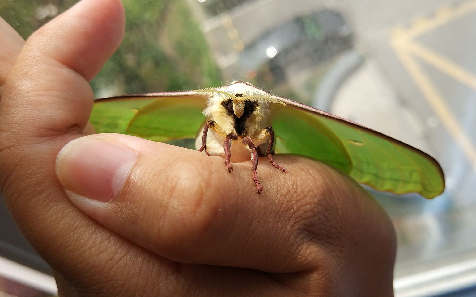 绿尾大蚕蛾破茧羽化全程记录,展开翅膀的过程太神奇了