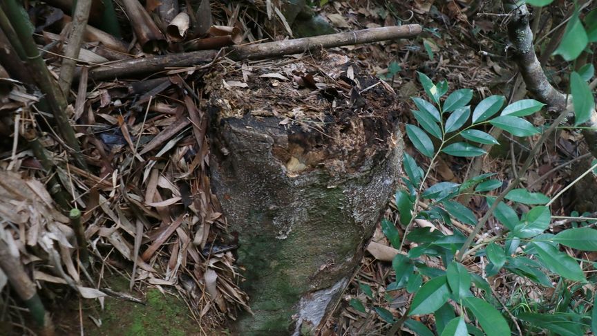 荒山上种了棵50年的珍贵名树,一夜间遭人砍伐损失60万,可惜了!