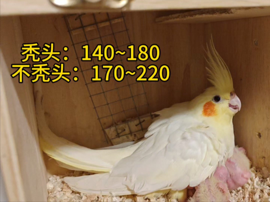 你捡漏了吗?玄凤鹦鹉的常见品种和价格参考!