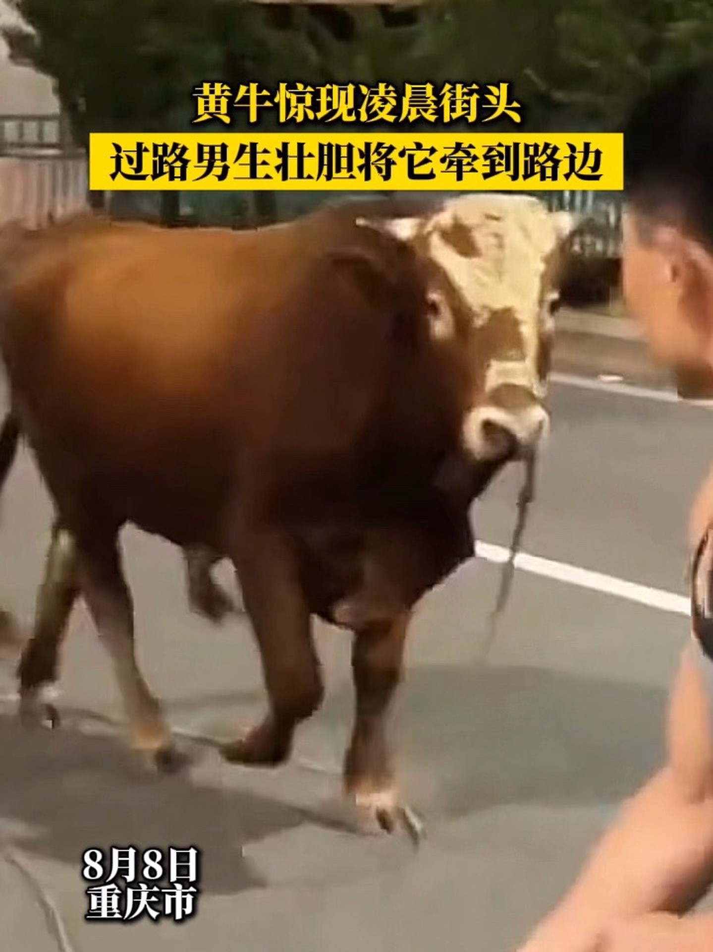 黄牛惊现凌晨街头,过路男生壮胆将它牵到路边