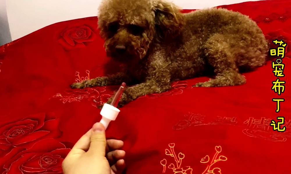 泰迪狗生病了,主人给它喂药的过程真是一言难尽,一定忍住别笑