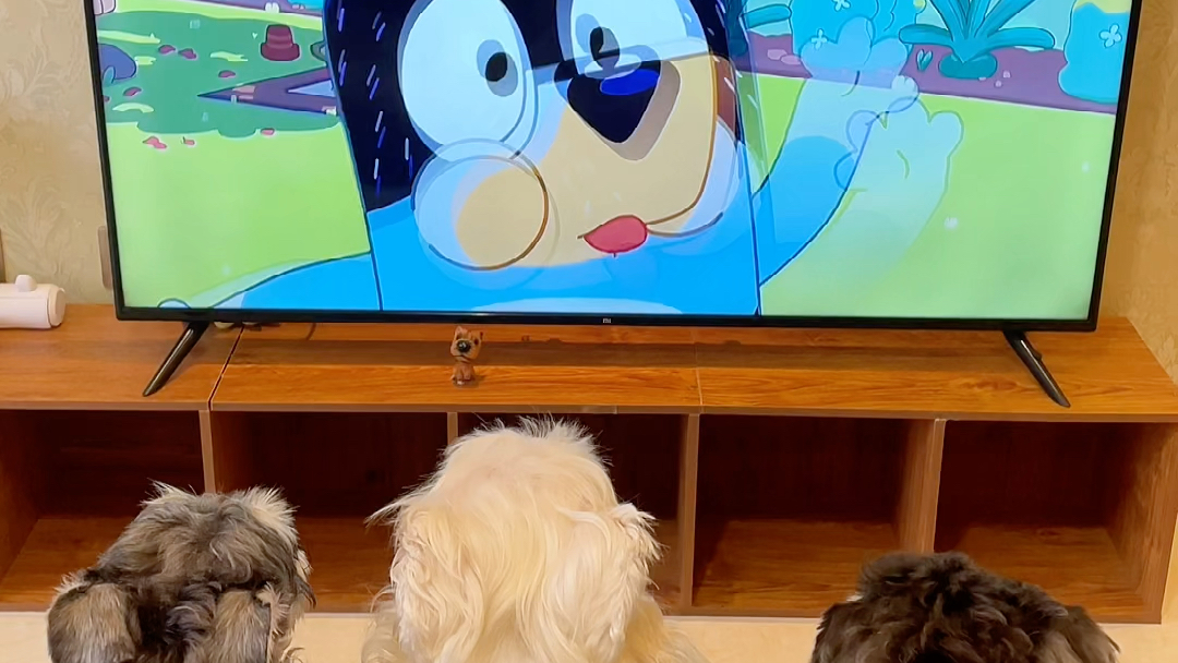 ...一部狗狗能见色彩的动画片,它们看的很认真。#假如宠物会说话#雪纳...