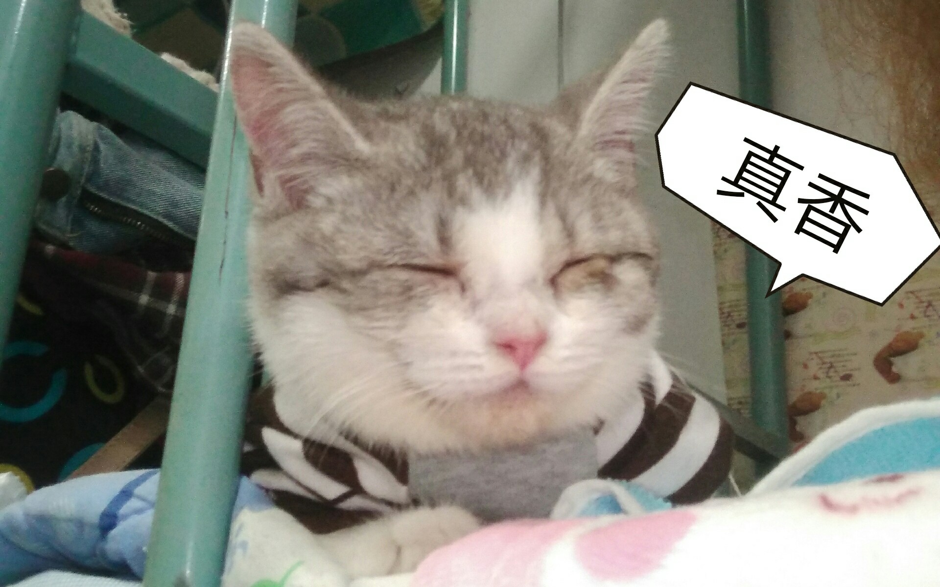 【美短】我的猫爱喝阿萨姆奶茶该怎么办?