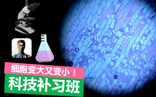 糖水让细胞变大变小!质壁分离实验【科技补博云兄】