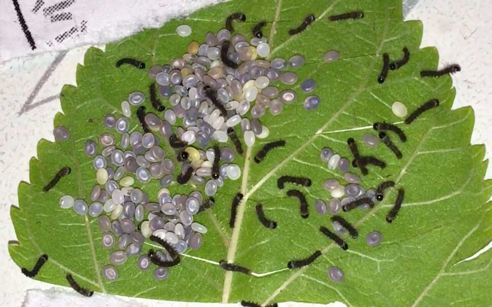 一大波蚕宝宝正在孵化中 可以说是非常萌了!