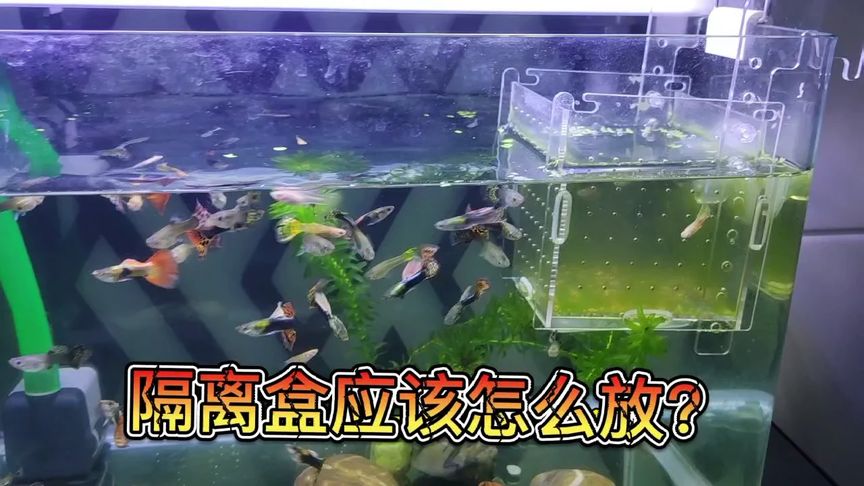 隔离盒怎么放才好呢?一潭死水怕小鱼受不了,大家有没有好办法呀