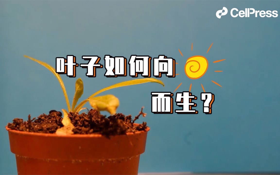 叶子如何向阳而生?【CellPress细胞科学】