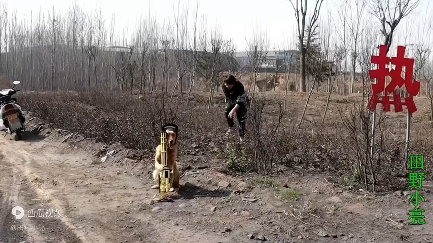 田野小亮之金毛当警犬。小亮直接笑翻天。