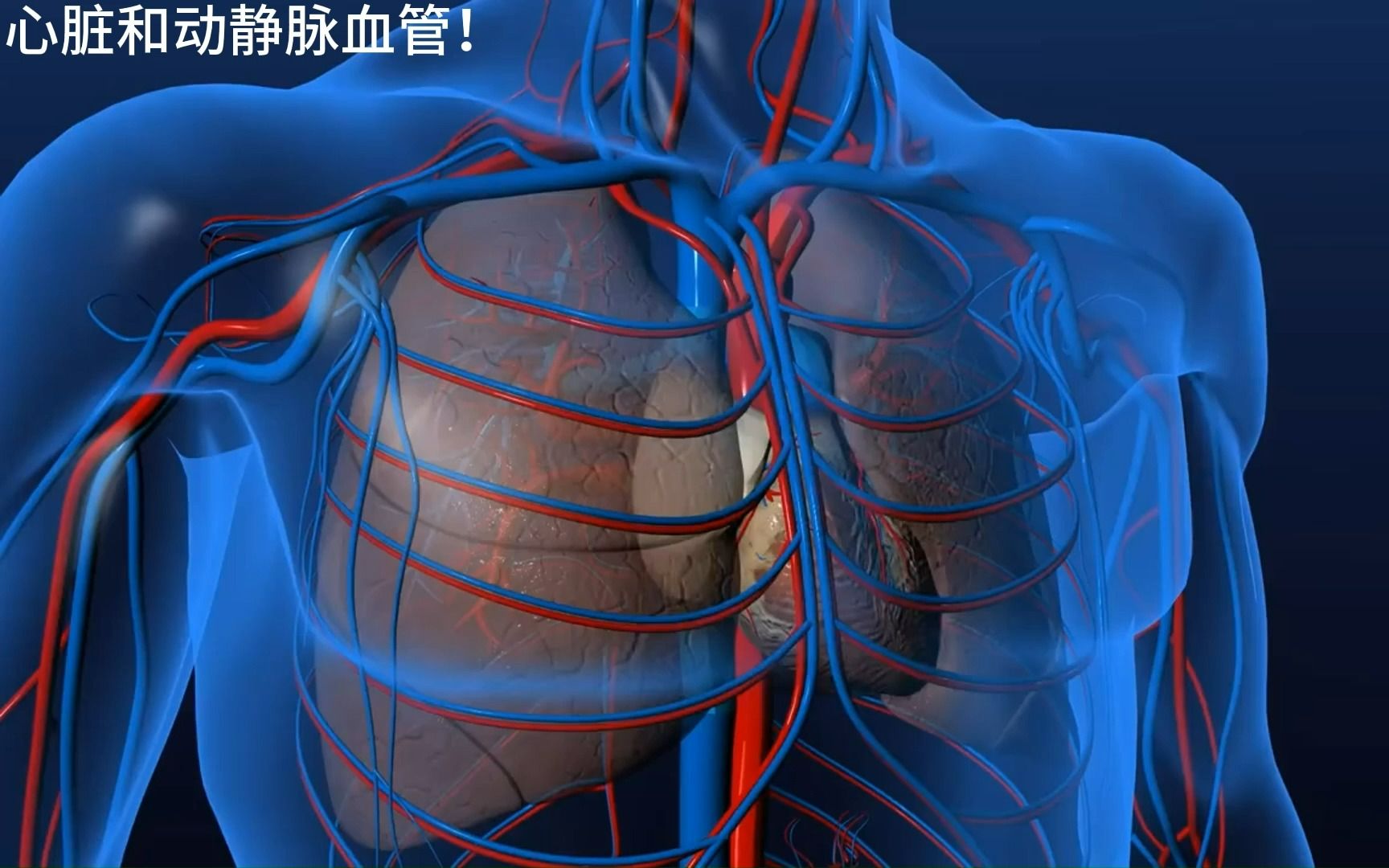 医学动画欣赏:心脏和动静脉血管关系!