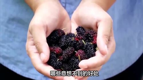 桑葚吃对了吗?美容养颜护心脏,小小果实藏着惊人功效!