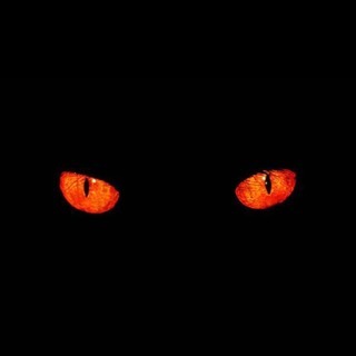 夜猫探片