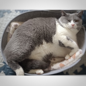 身堅志殘的小林 