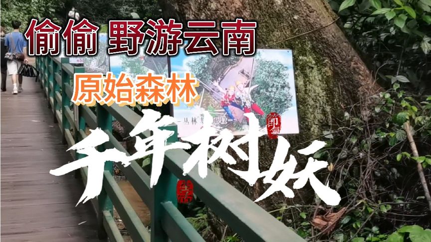 游云南原始森林,想最后的莫西干人,看中美之战,都是森林法则…