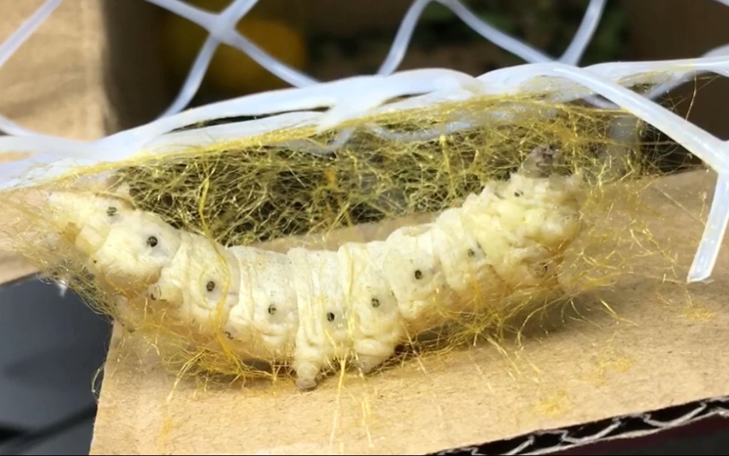 【延时摄影】超清拍摄一只蚕作茧自缚的全过程 10小时浓缩到4分钟~