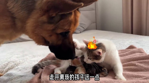 家里狗与猫势不两立整日打架,母猫生完孩子后,狗的行为令人惊讶
