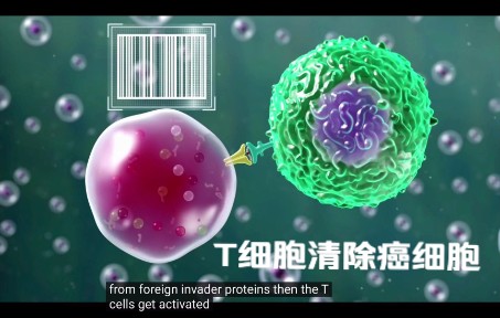 超清动画演示,免疫疗法如何对抗癌细胞