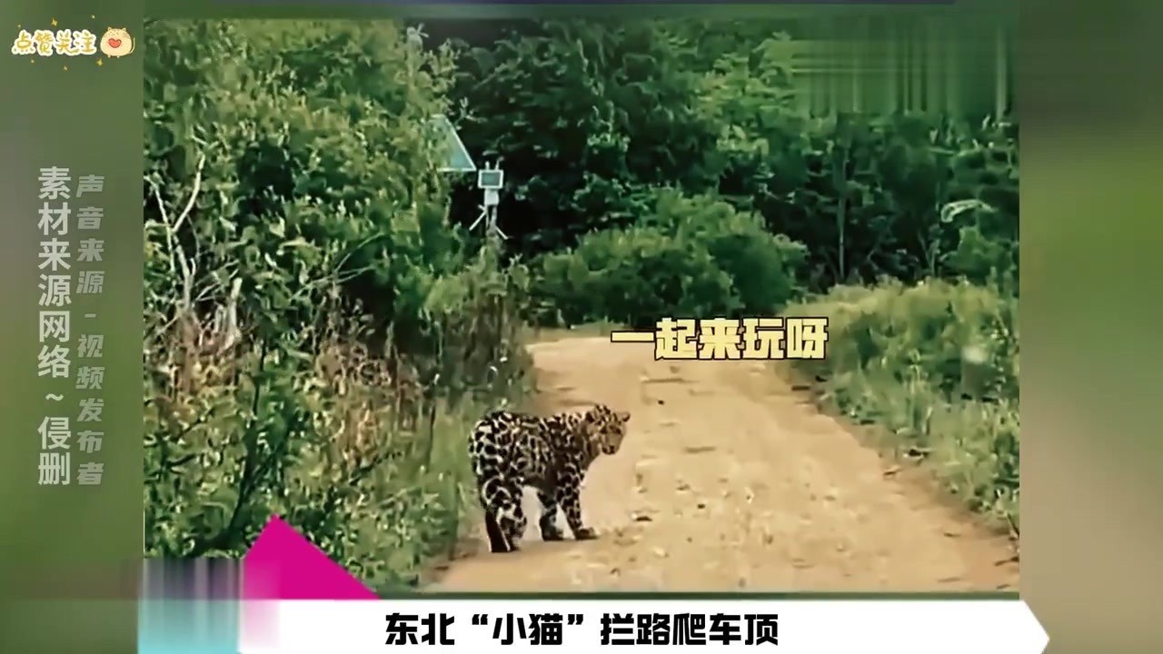 东北"小猫"拦路爬车顶