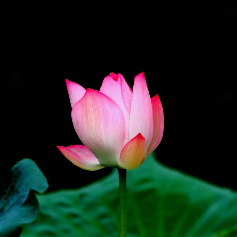 交易法门Pro 