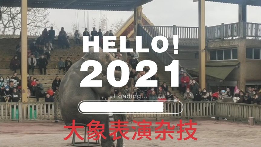 年初去贵阳动物园大象表演