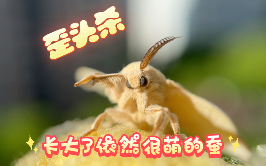 我是蚕宝宝长大后的样子