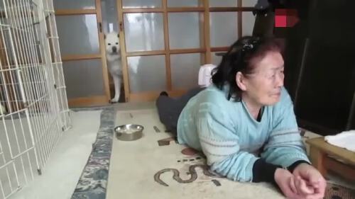 狗狗真懂礼貌,敲门主人没听见就用喊,得到同意后才进屋