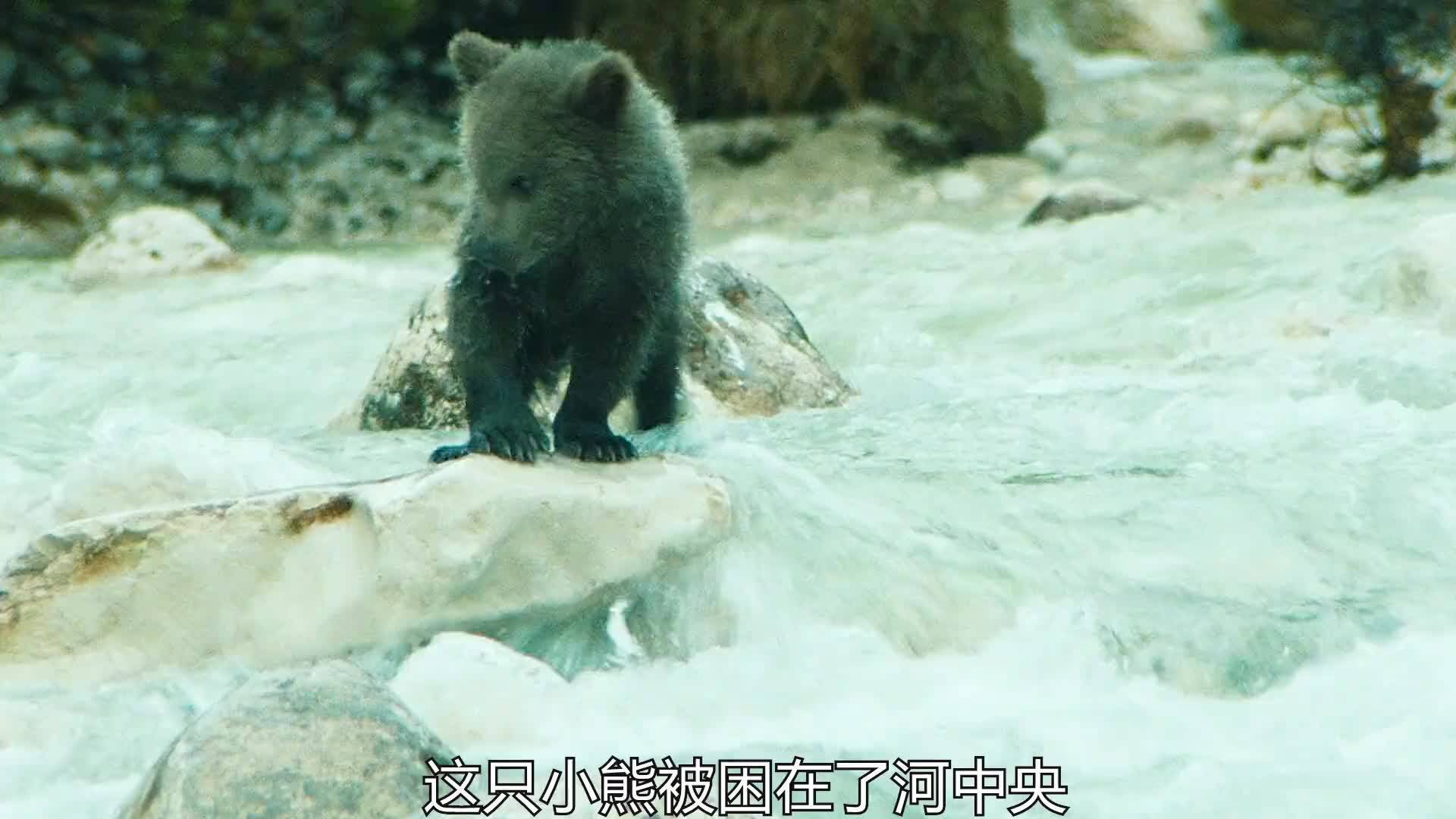 一部真人版的"熊出没",一部真实动物出演的电影(1)