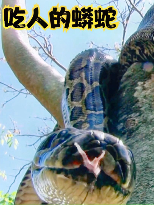 动物世界:缅甸大蟒蛇,画面容易引起不安,请谨慎观看