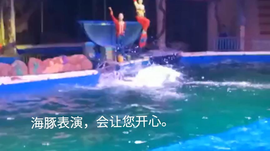 海豚表演,给我们带来的快乐。