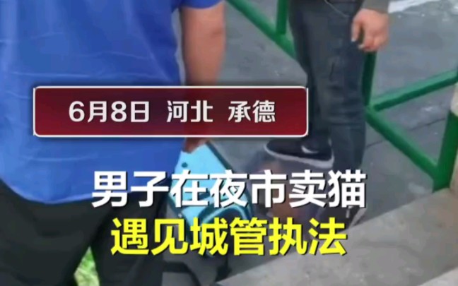 男子卖猫遇城管执法,一怒之下伤害猫咪被拘留5日:扰乱公共场所秩序